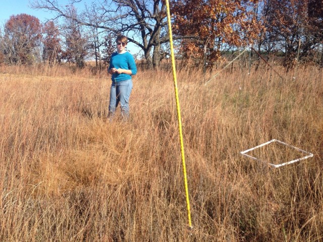 Basal bark application part 3 | grassland restoration network