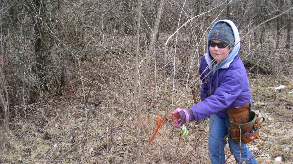 Basal bark application part 3 | grassland restoration network