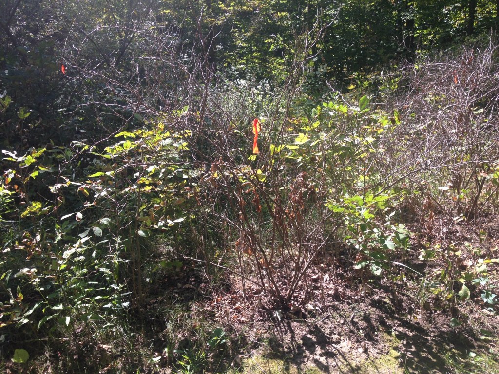 Julianne Mason on “Basal Bark Applications Using an Oil-Water Emulsion ...