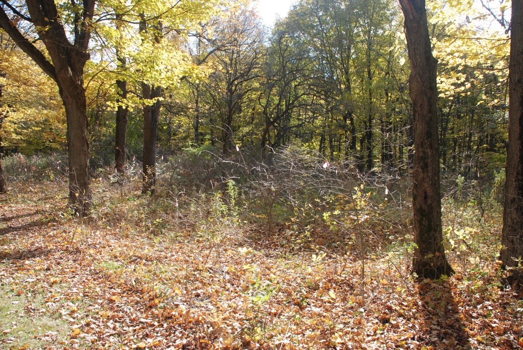 Julianne Mason on “Basal Bark Applications Using an Oil-Water Emulsion ...