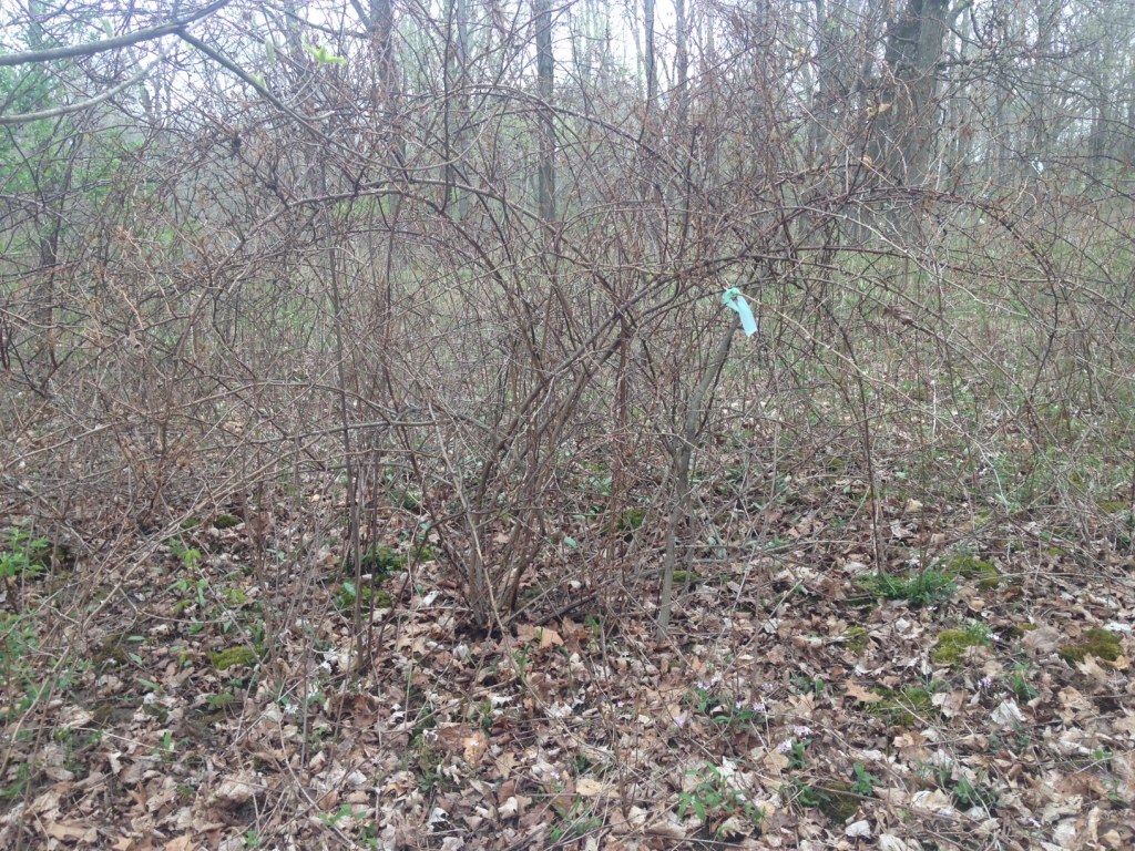 Julianne Mason on “Basal Bark Applications Using an Oil-Water Emulsion ...