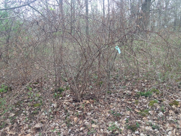 Julianne Mason on “Basal Bark Applications Using an Oil-Water Emulsion ...