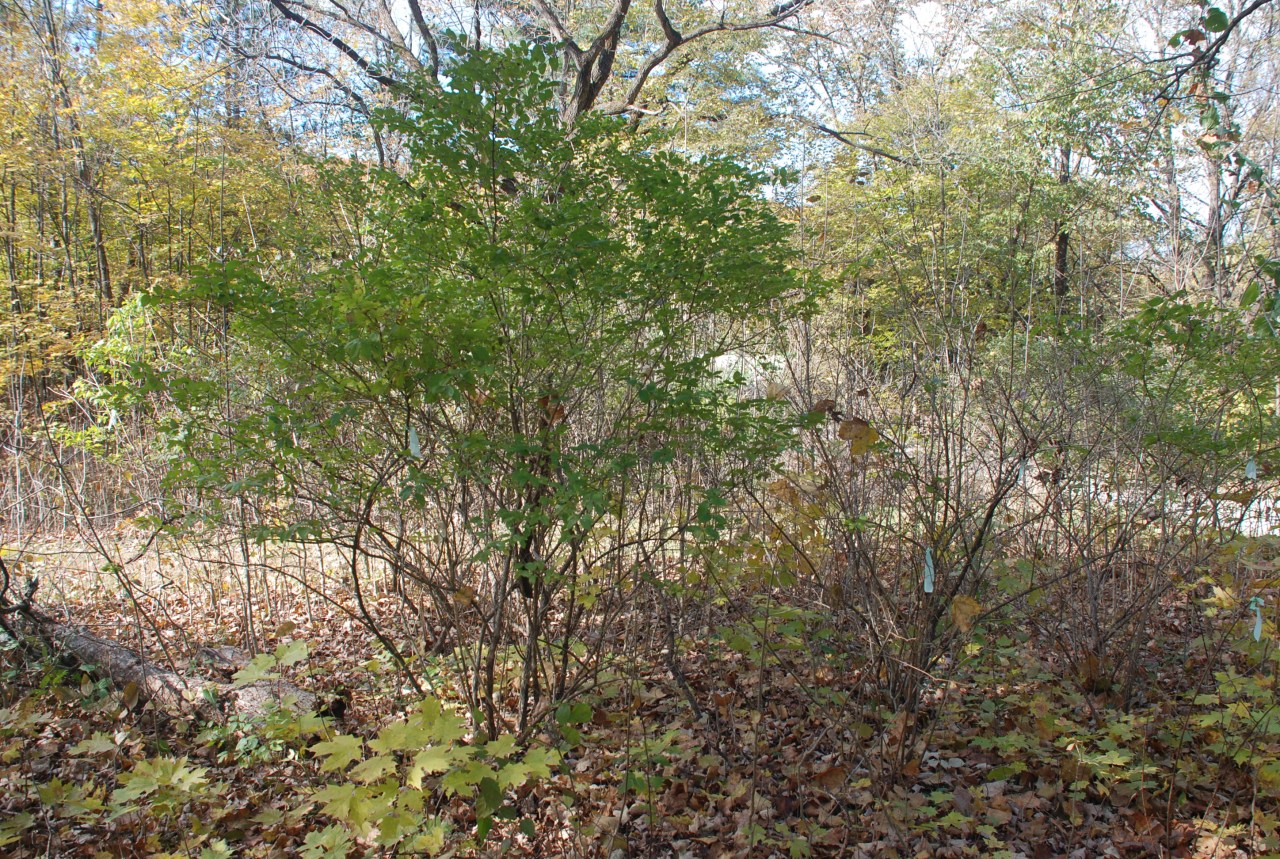 Julianne Mason on “Basal Bark Applications Using an Oil-Water Emulsion ...