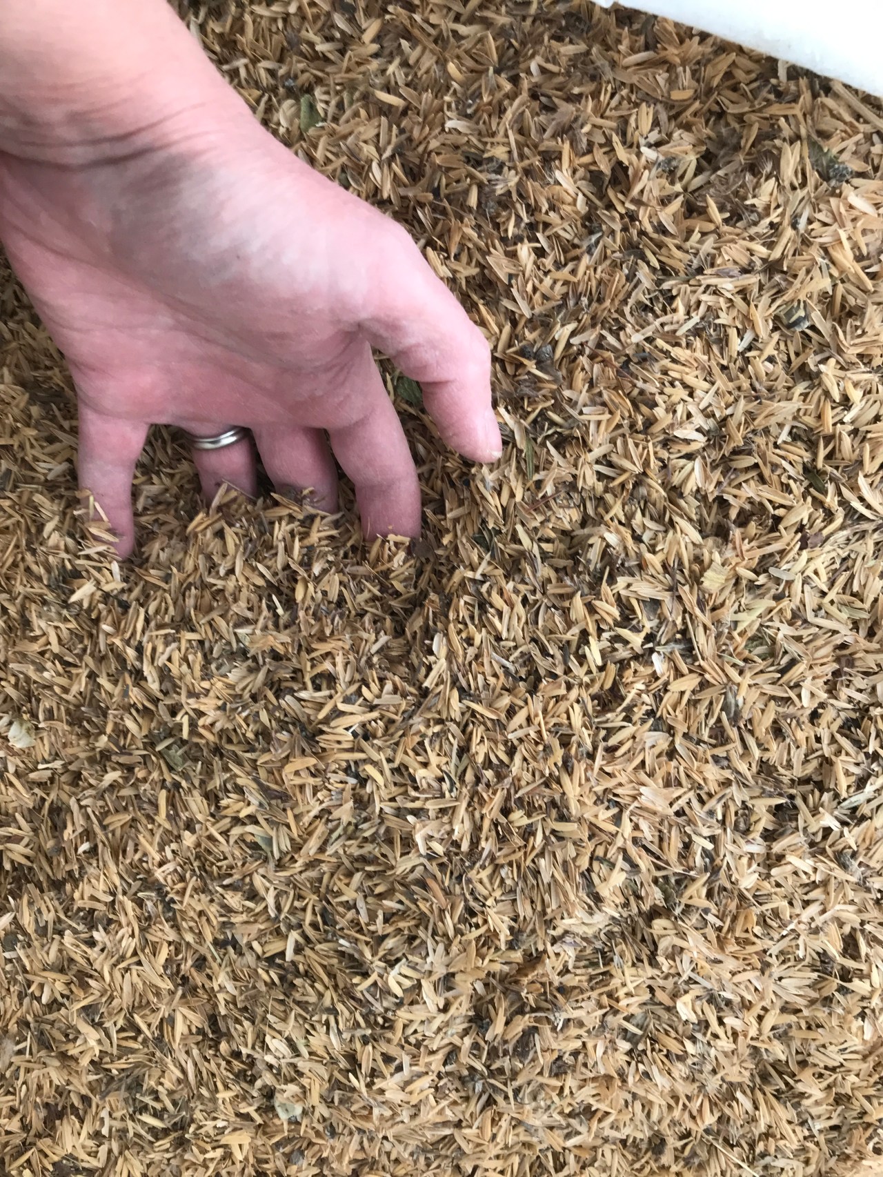 Using Rice Hulls as a Carrier for Prairie Seeding | grassland ...