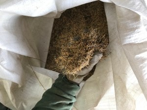 Using Rice Hulls as a Carrier for Prairie Seeding | grassland ...