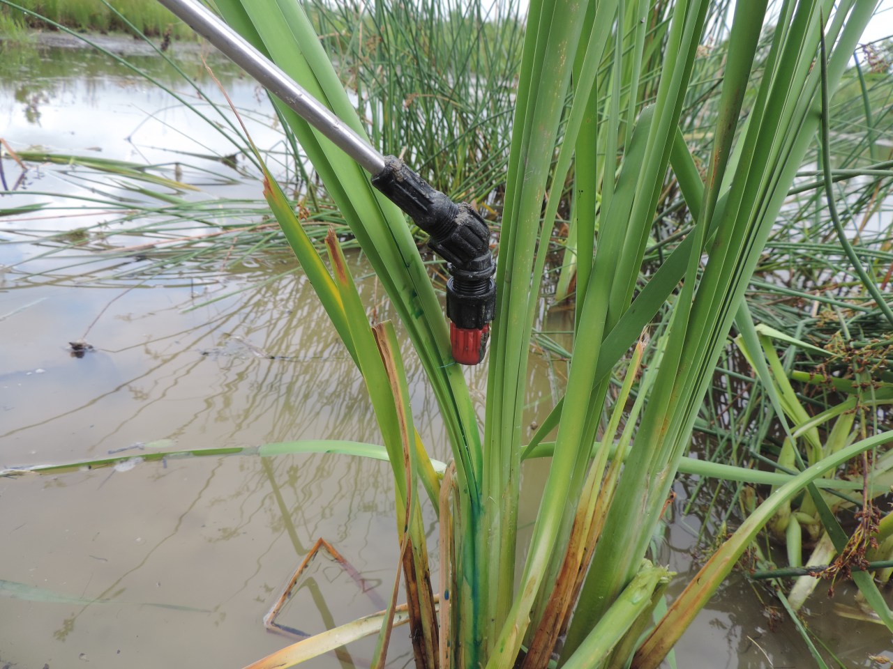 Managing invasive cattails by Nathan Herbert | grassland restoration ...