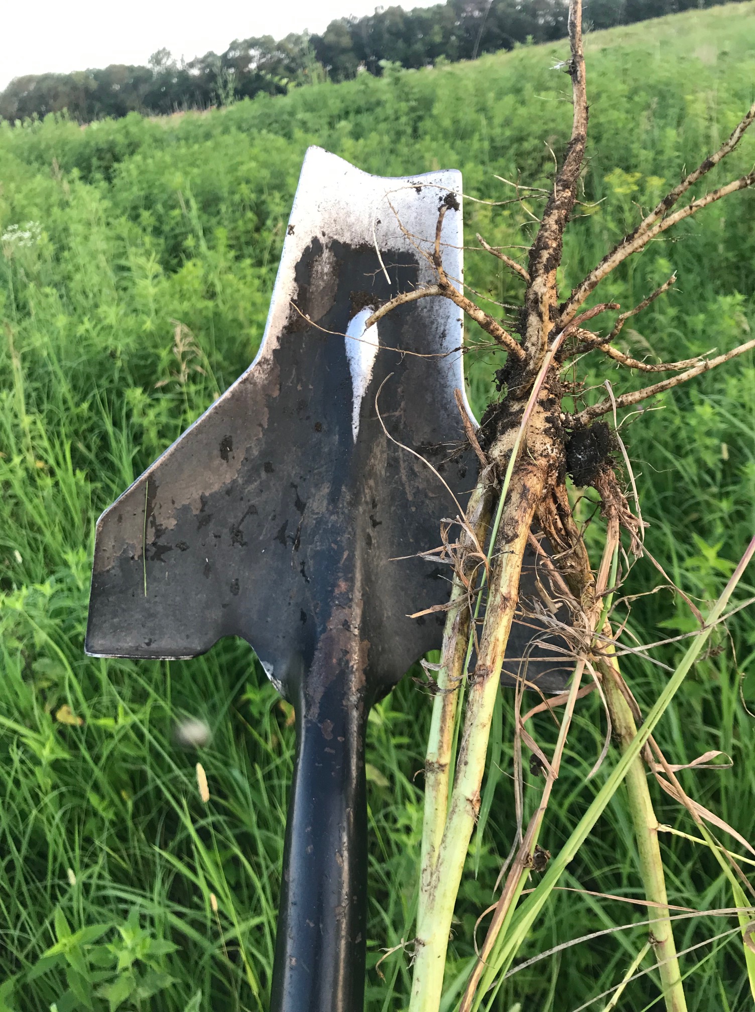 Weed spade a mighty tool | grassland restoration network