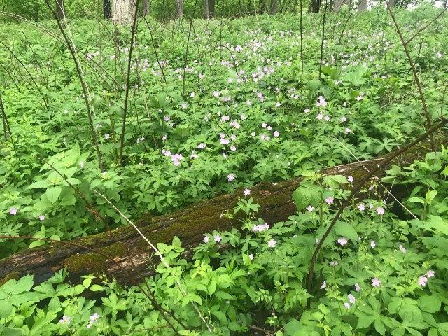 Fire, Rubus and Geranium | grassland restoration network