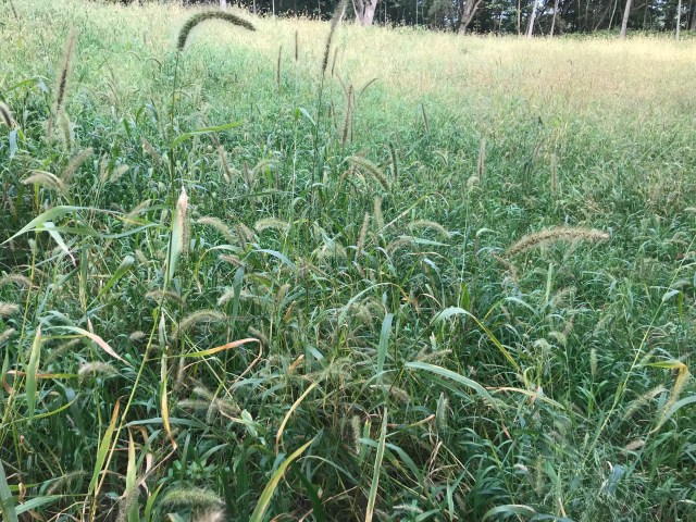 Gravel pit restoration | grassland restoration network