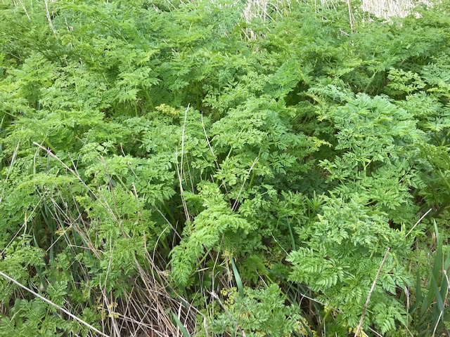 THE 1-2 PUNCH | grassland restoration network