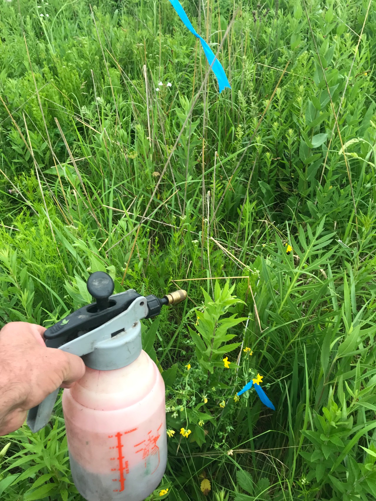 A simple experiment on birdsfoot trefoil | grassland restoration network