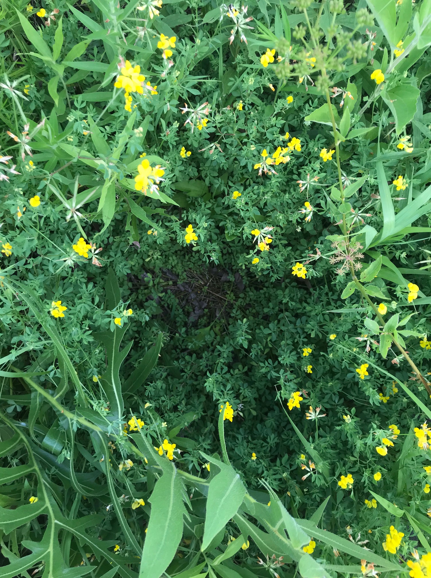 A simple experiment on birdsfoot trefoil | grassland restoration network