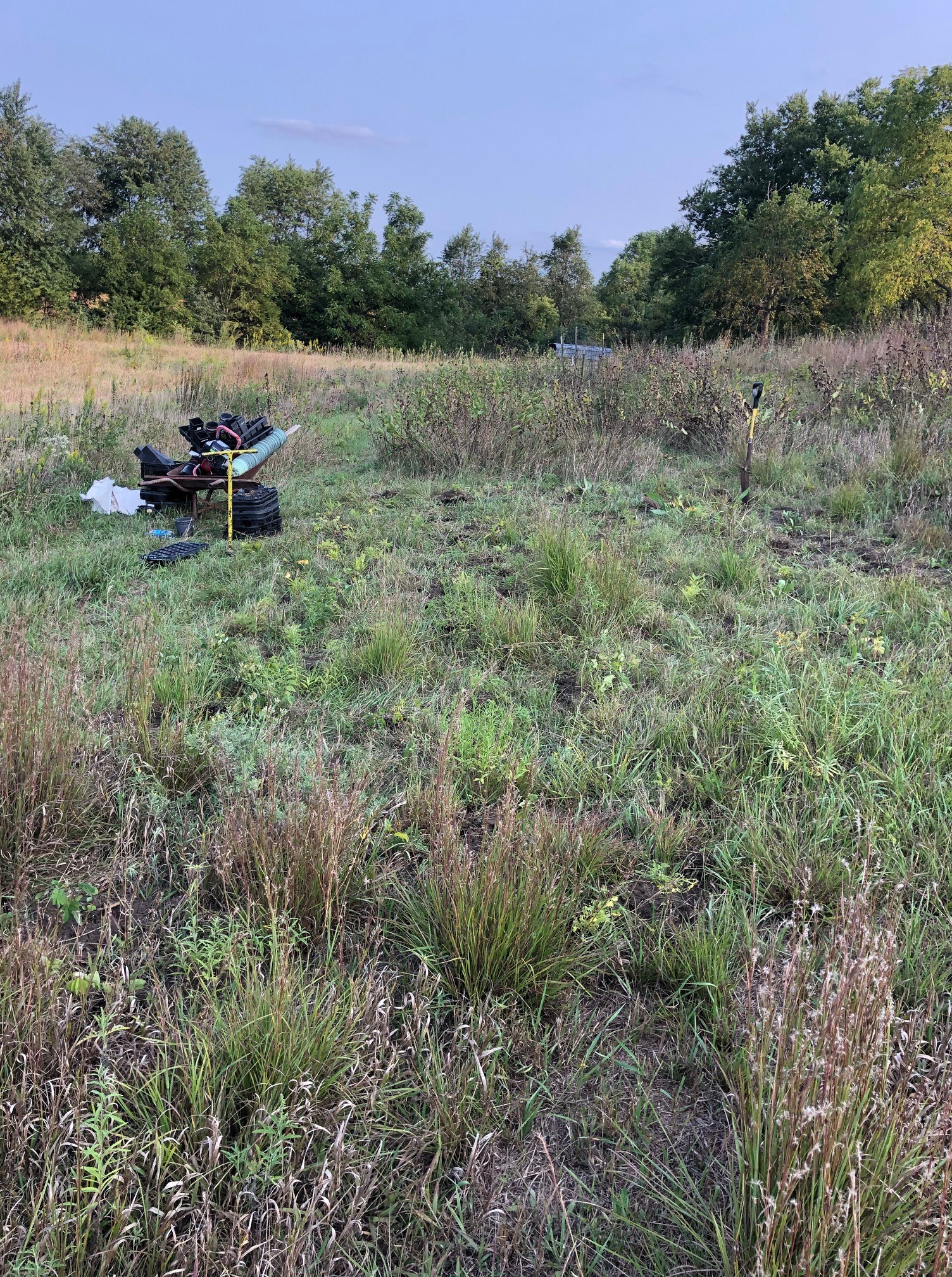Planting prairie plugs | grassland restoration network