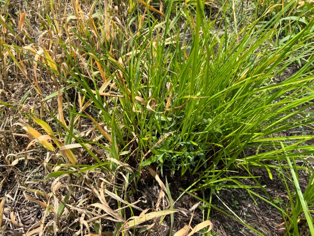 Invasive Reed canary grass control | grassland restoration network