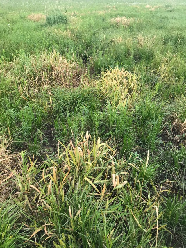 Invasive Reed canary grass control | grassland restoration network