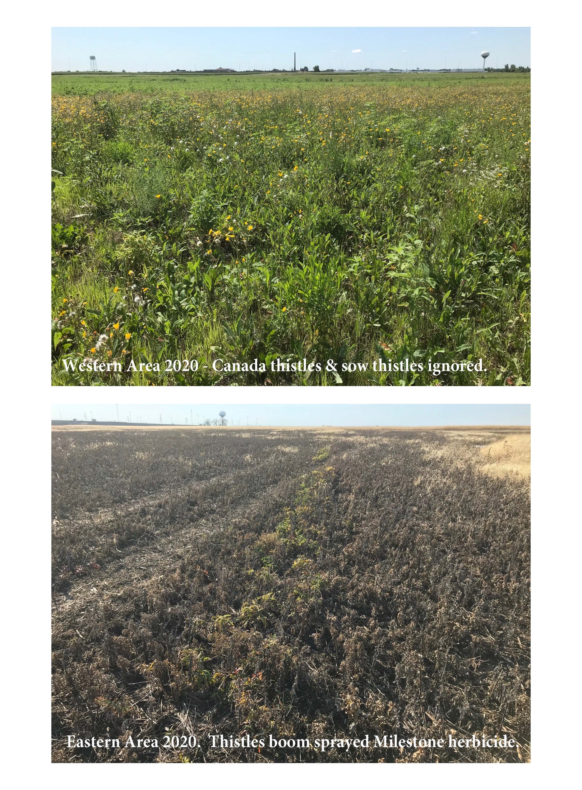 Finesse vs. Brute Force in Invasive Plant Management | grassland ...