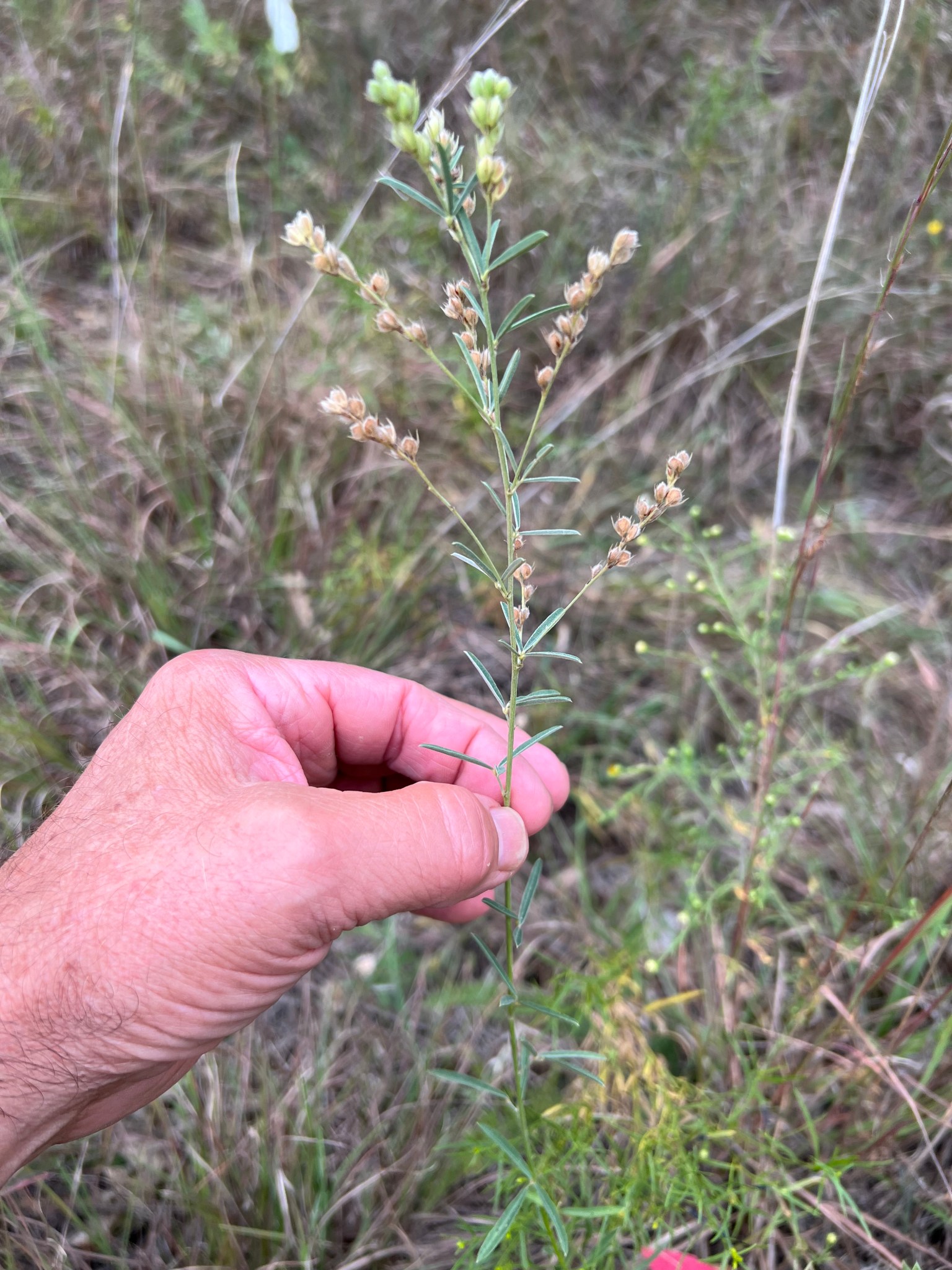 Lespedeza: friend and foe | grassland restoration network