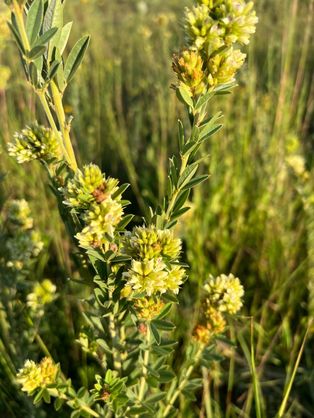 Lespedeza: friend and foe | grassland restoration network