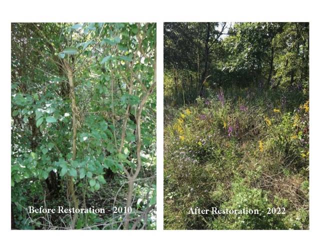 Invasive Shrub Treatment Methods – Cut Stump and Basal Bark Comparison ...