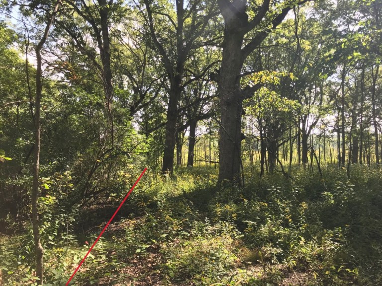 Invasive Shrub Treatment Methods – Cut Stump and Basal Bark Comparison ...