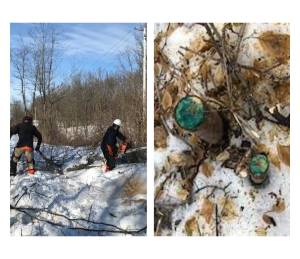 Invasive Shrub Treatment Methods – Cut Stump and Basal Bark Comparison ...