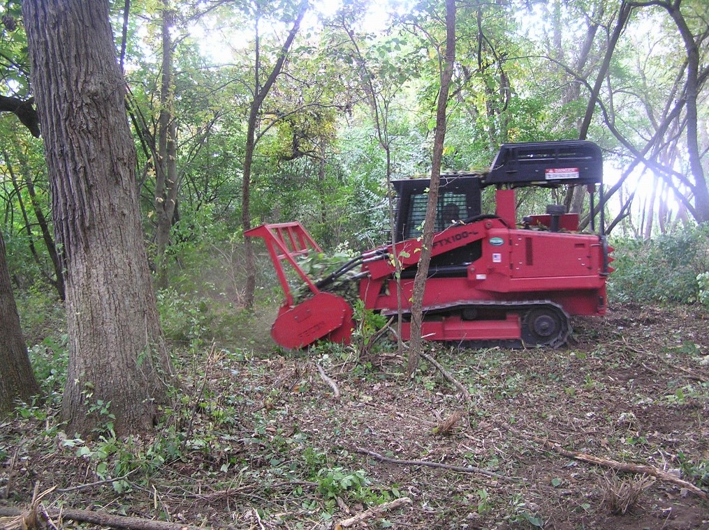 Invasive Shrub Treatment Methods – Cut Stump and Basal Bark Comparison ...