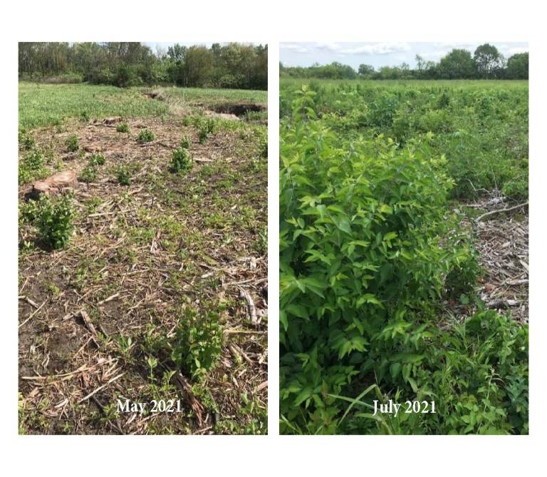 Invasive Shrub Treatment Methods – Cut Stump and Basal Bark Comparison ...