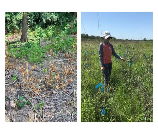 Invasive Shrub Treatment Methods – Cut Stump and Basal Bark Comparison ...