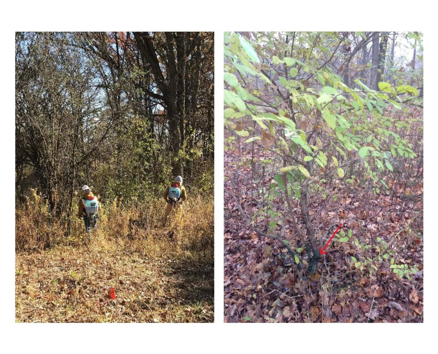 Invasive Shrub Treatment Methods – Cut Stump and Basal Bark Comparison ...