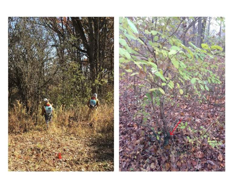 Invasive Shrub Treatment Methods – Cut Stump and Basal Bark Comparison ...