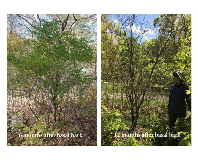 Invasive Shrub Treatment Methods – Cut Stump and Basal Bark Comparison ...