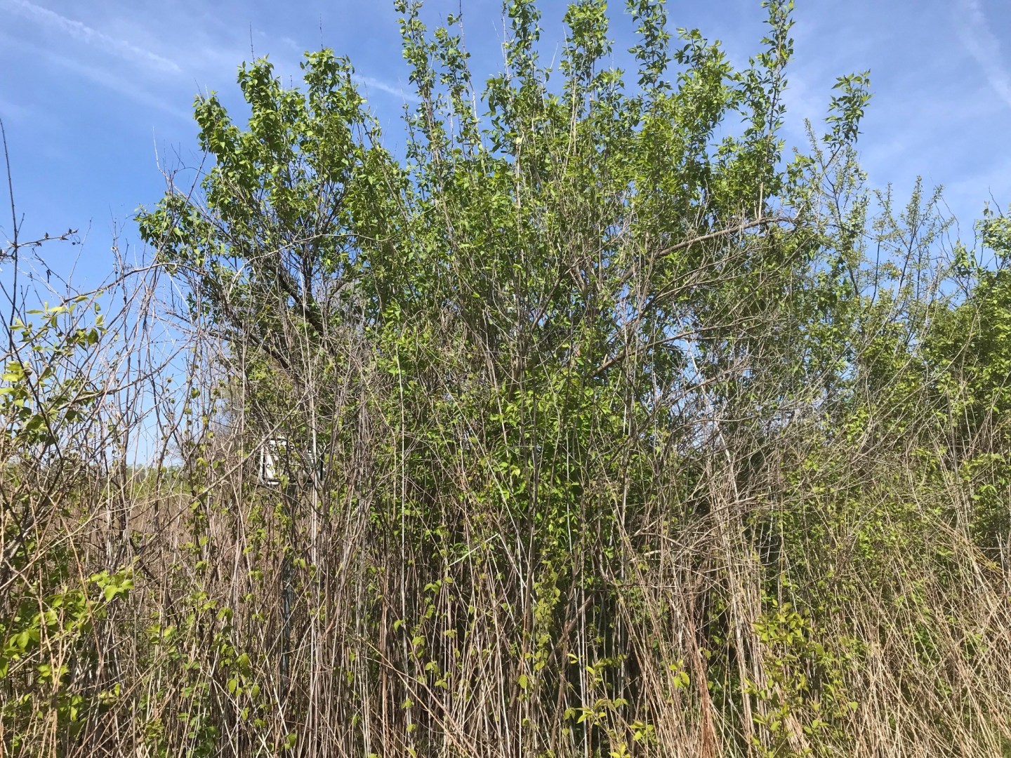 Basal Bark Herbicide Treatments for Invasive Shrubs – the Type of Oil ...