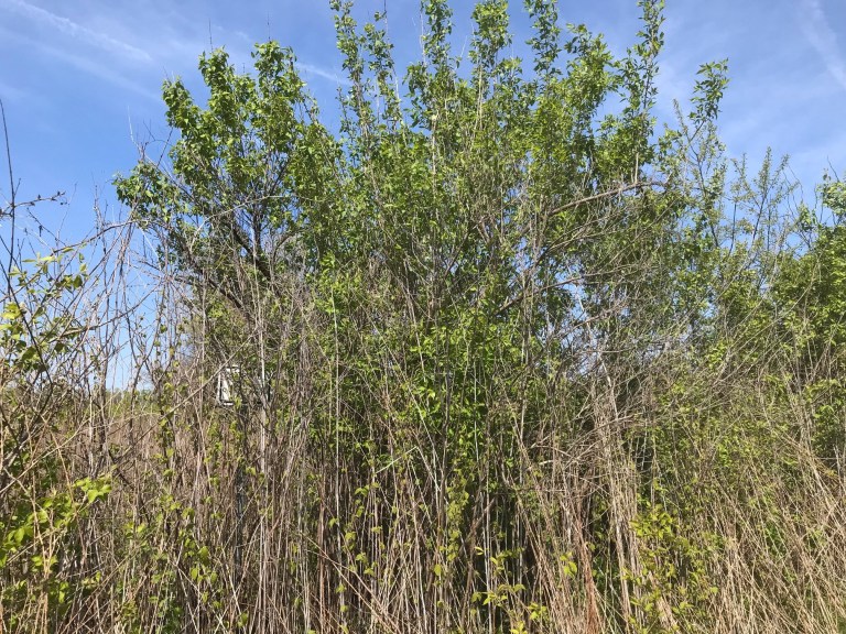 Basal Bark Herbicide Treatments for Invasive Shrubs – the Type of Oil ...