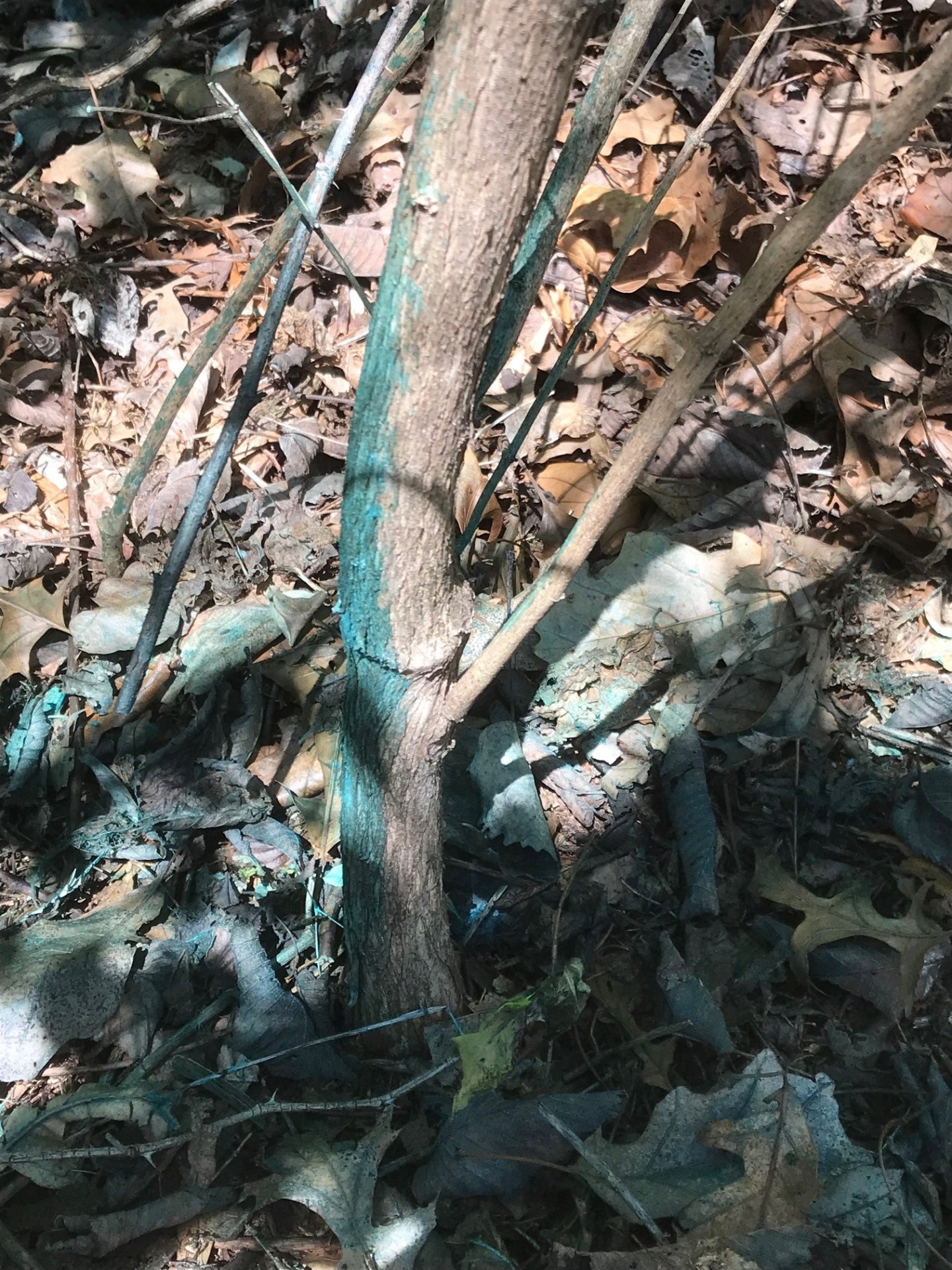 Basal Bark Herbicide Treatments for Invasive Shrubs – the Type of Oil ...