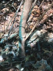 Basal Bark Herbicide Treatments for Invasive Shrubs – the Type of Oil ...