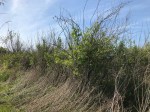 Basal Bark Herbicide Treatments for Invasive Shrubs – the Type of Oil ...