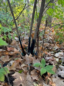 Basal Bark Herbicide Treatments for Invasive Shrubs – the Type of Oil ...