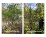 Basal Bark Herbicide Treatments for Invasive Shrubs – the Type of Oil ...