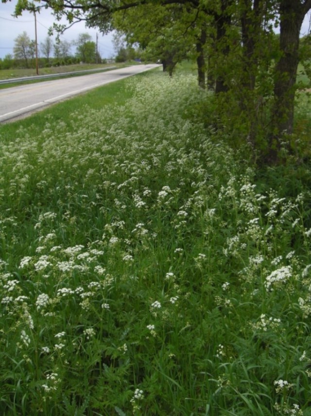 Managing Invasive Wild Chervil (Anthriscus sylvestris) in Natural Areas ...