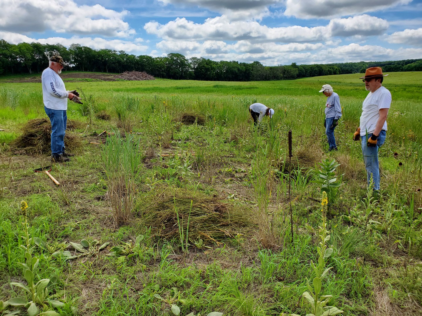 Yellow and white sweet clover | grassland restoration network