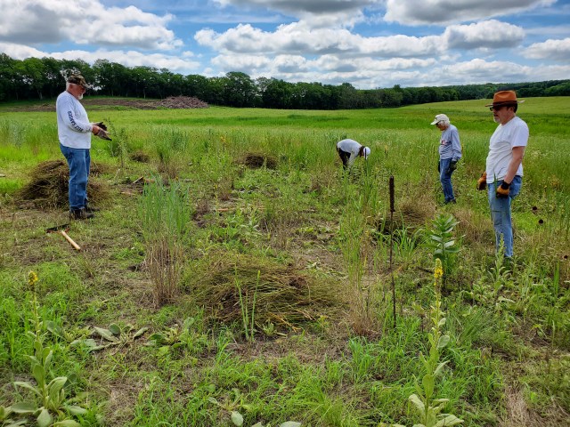 Yellow and white sweet clover | grassland restoration network