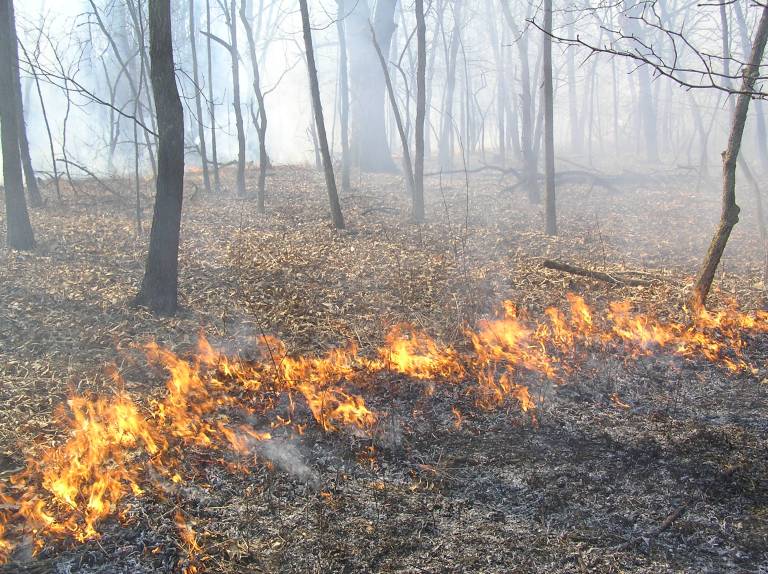 Prescribed Burn Monitoring – Fire Intensity and Vegetation Community ...
