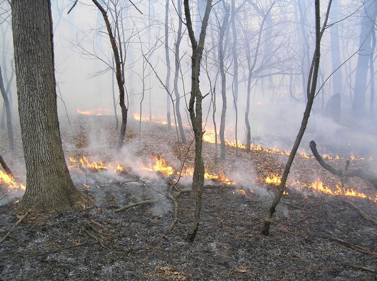 Prescribed Burn Monitoring – Fire Intensity and Vegetation Community ...
