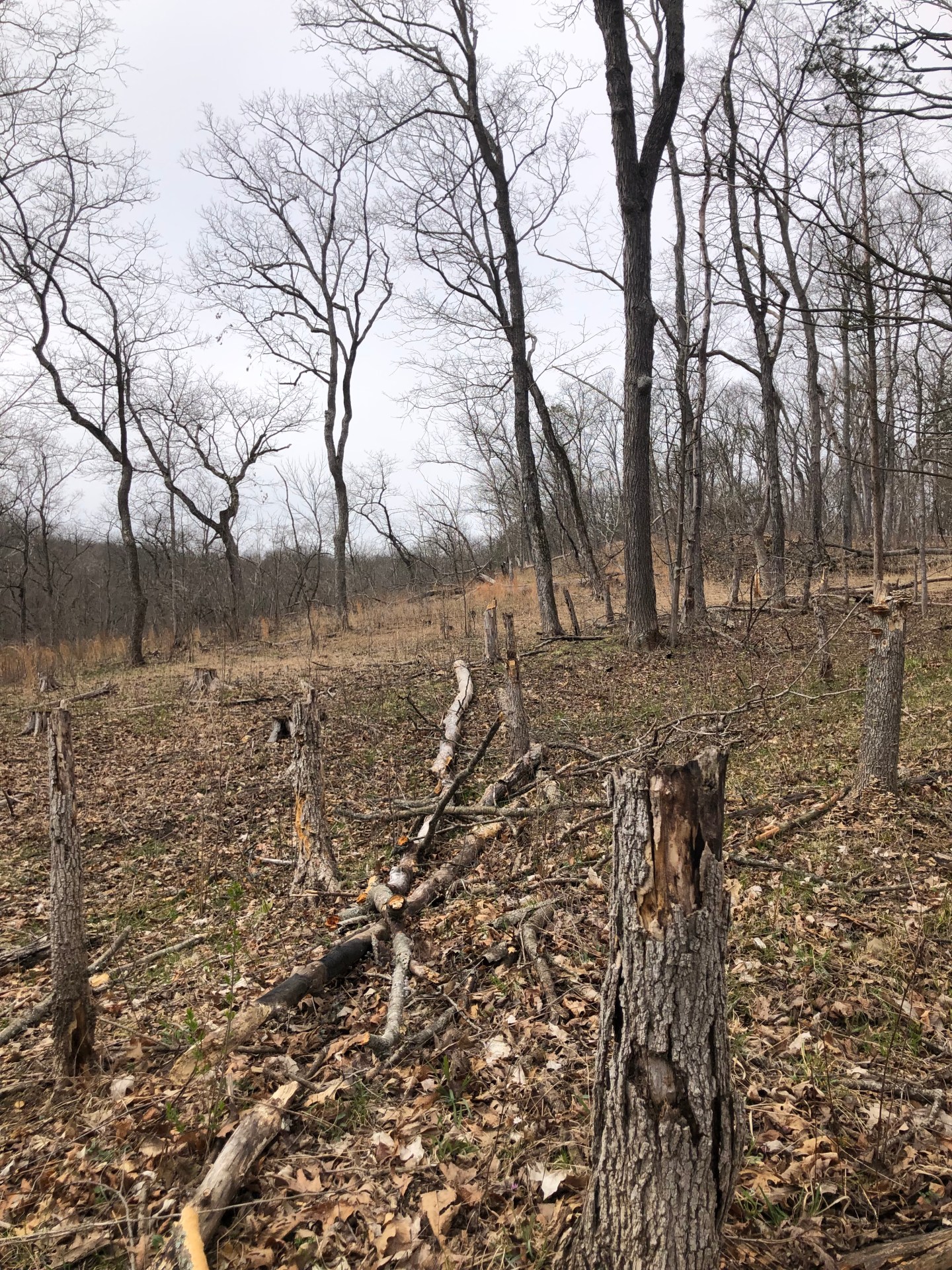Hack & Squirt – Connecting a Gradient of Glade, Savanna and Open ...