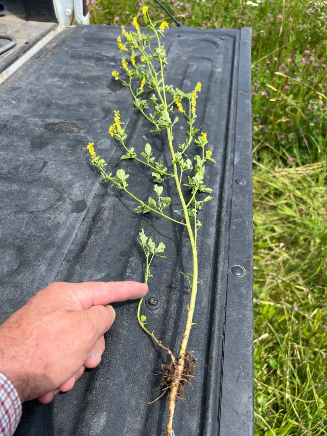 When to mow sweet clover to control it | grassland restoration network