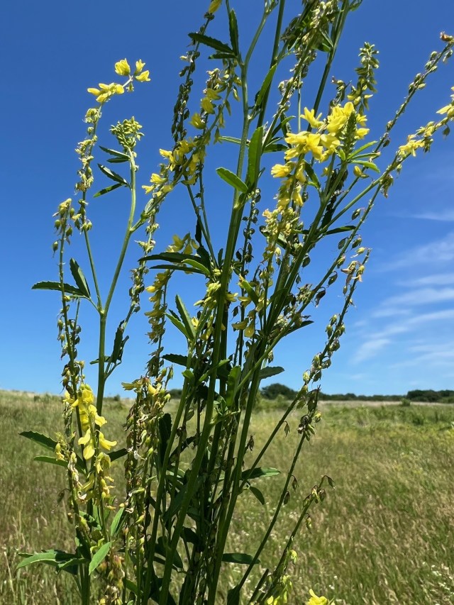 When to mow sweet clover to control it | grassland restoration network
