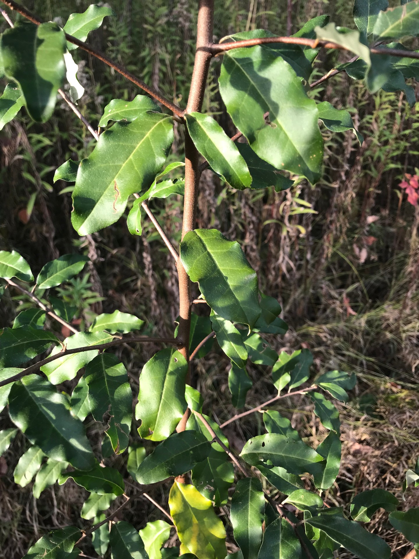 Managing against autumn olive | grassland restoration network