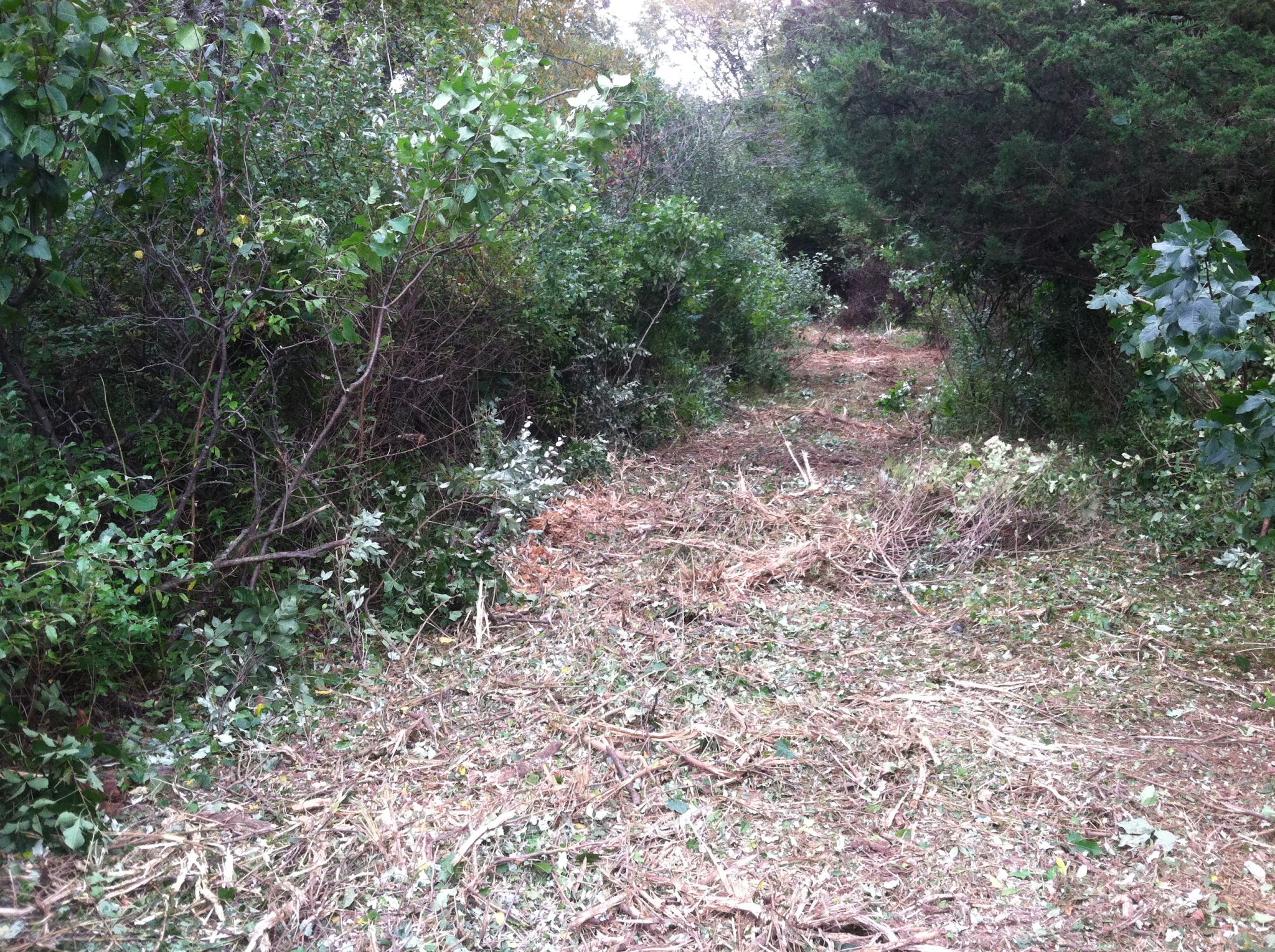 Managing against autumn olive | grassland restoration network