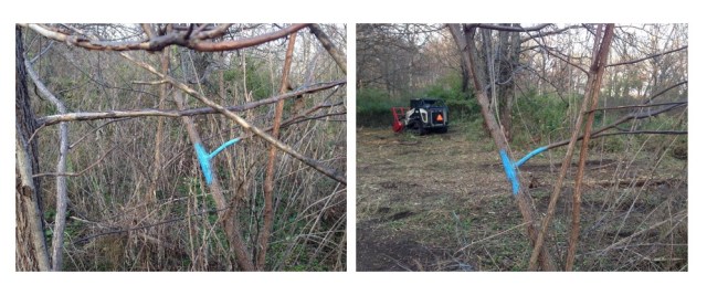 Managing against autumn olive | grassland restoration network